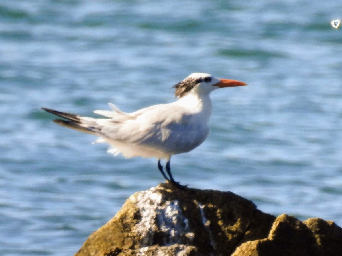 eBird Checklist - 19 Nov 2022 - Isabel Segunda - 2 species