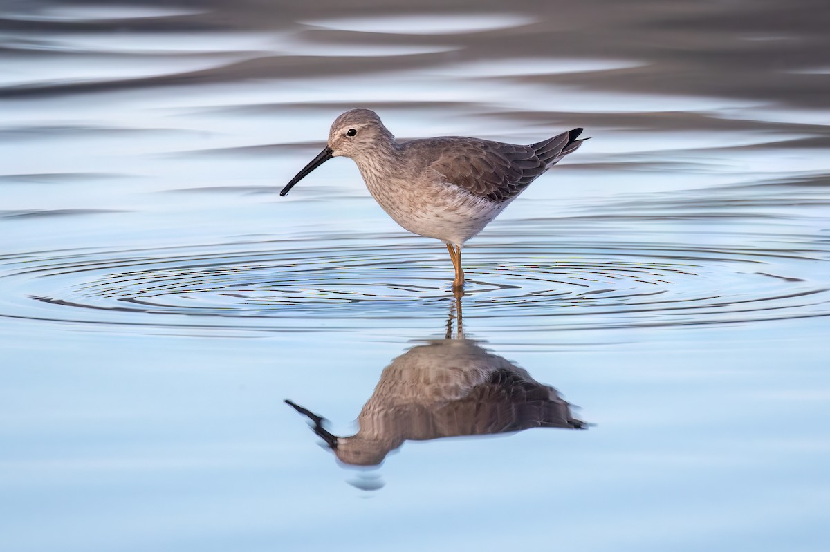 How to Identify Lesser Yellowlegs and Stilt Sandpiper