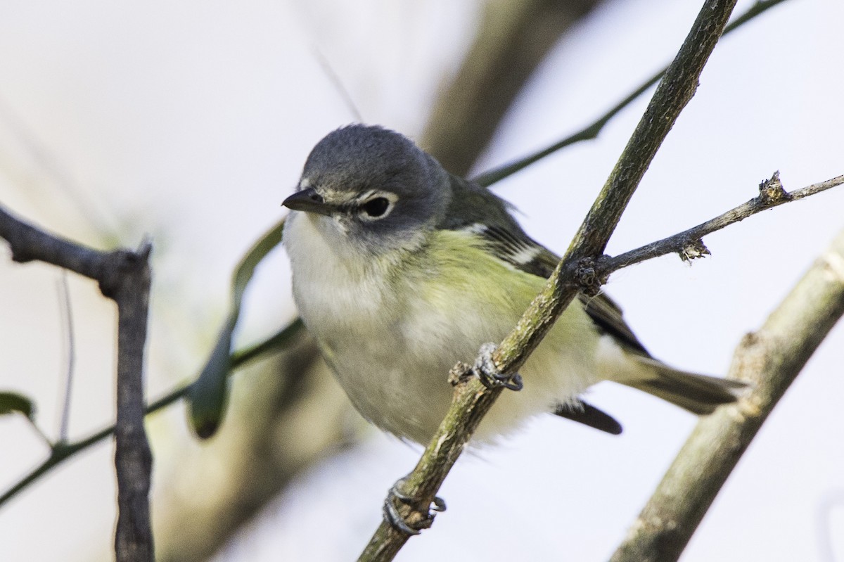 eBird Checklist - 6 Mar 2017 - Patagonia Lake SP--Birding Trail - 5 species