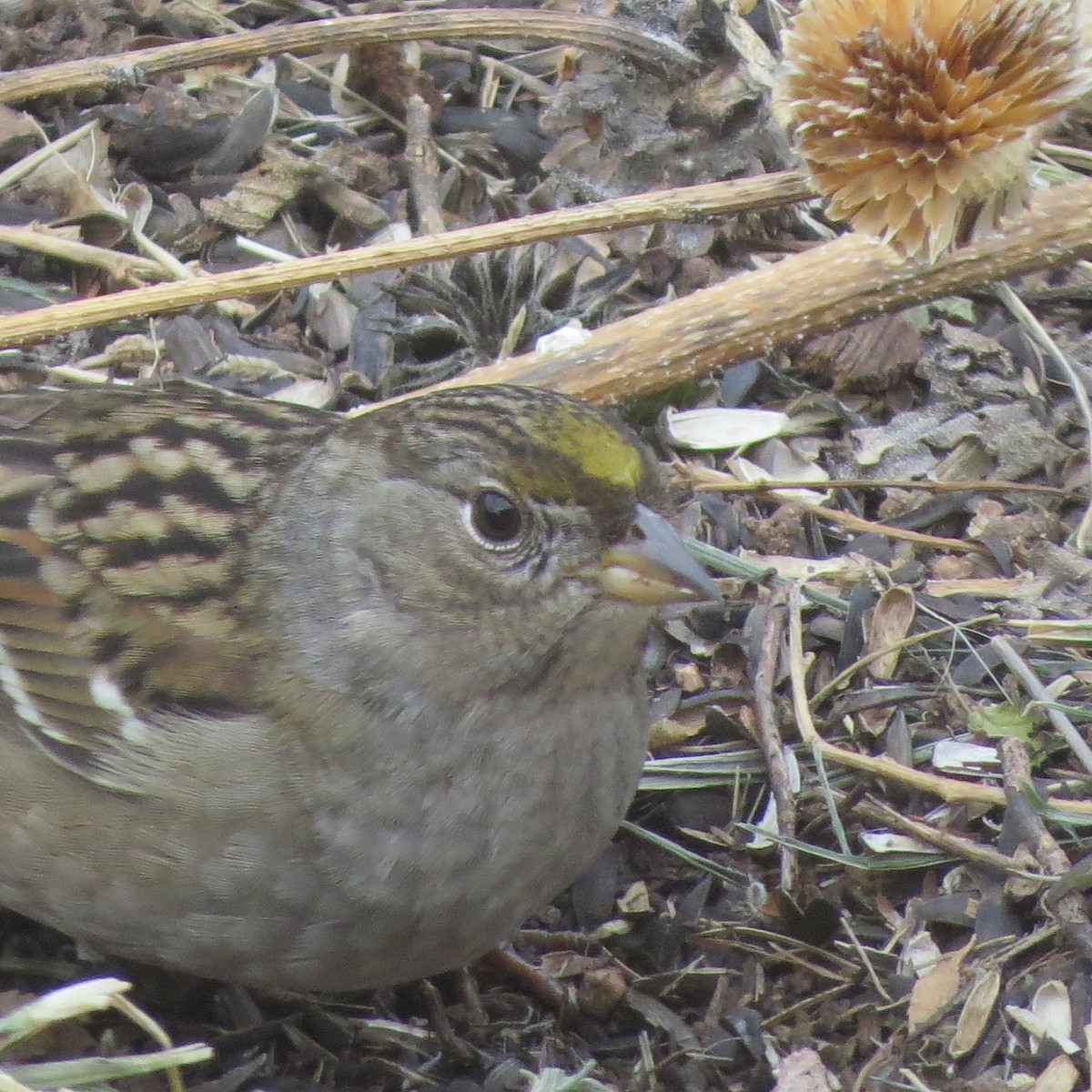 eBird Checklist - 3 Dec 2022 - Ruge Ranch - 21 species