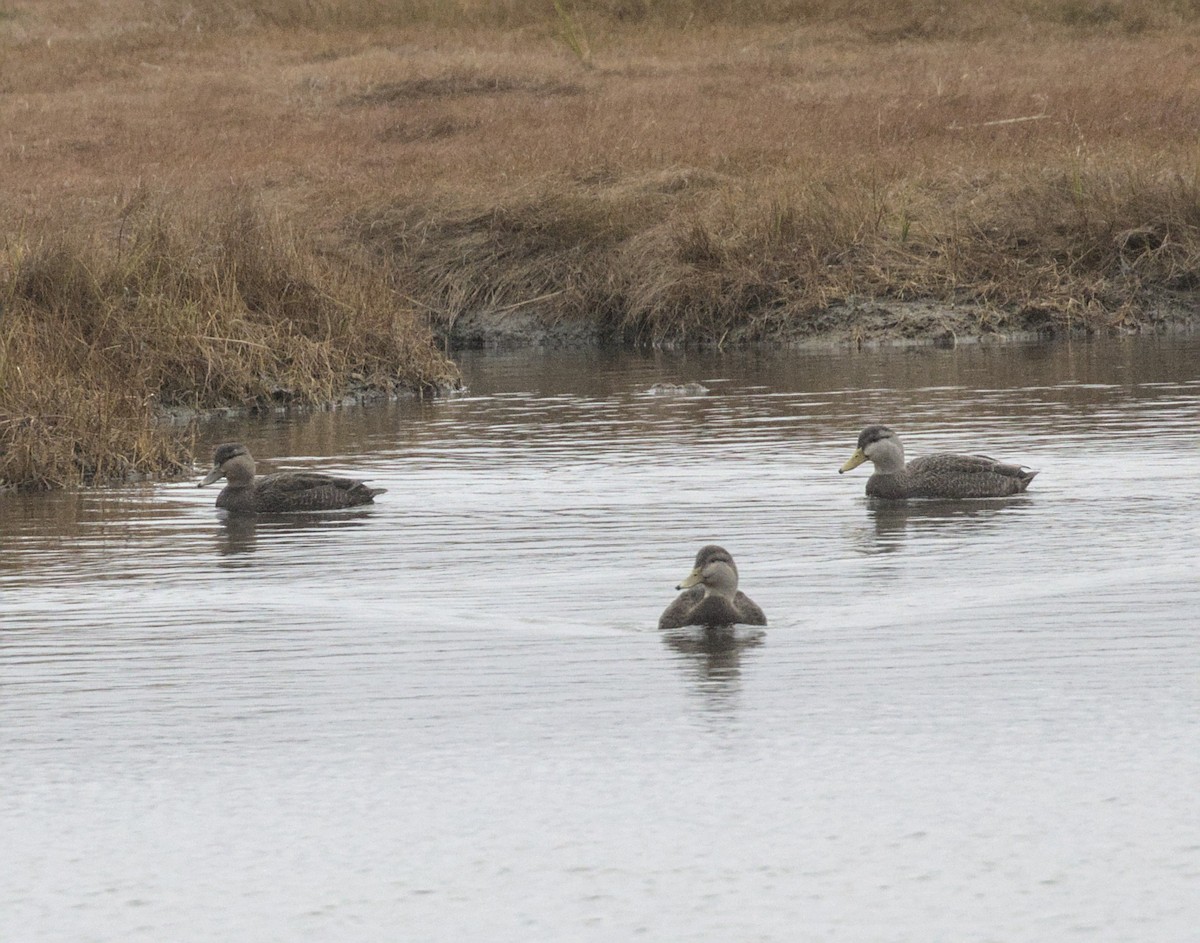 eBird Checklist - 30 Nov 2022 - Parker River NWR - 25 species