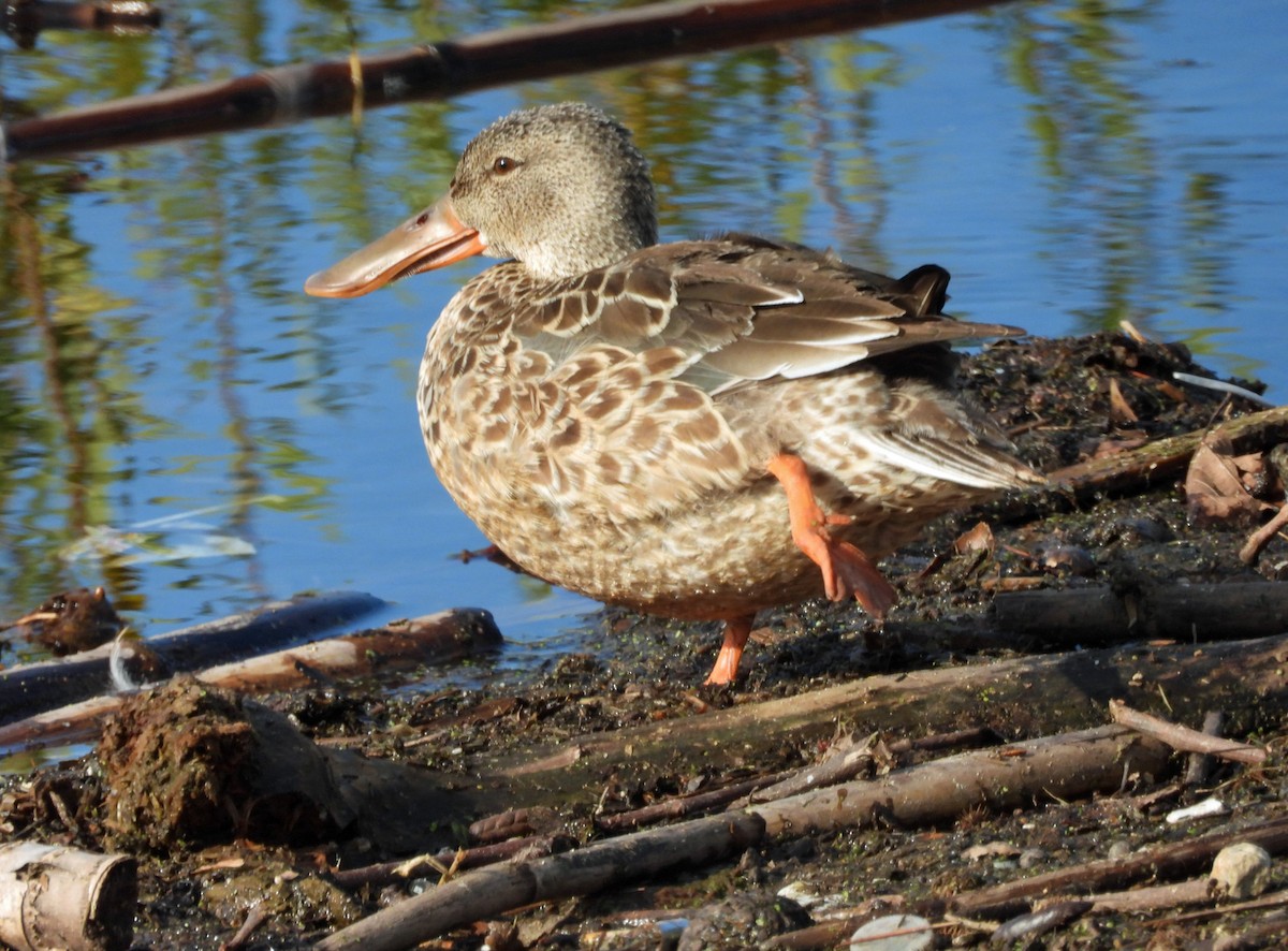 eBird Checklist - 3 Dec 2022 - Frank G. Bonelli RP/Puddingstone ...