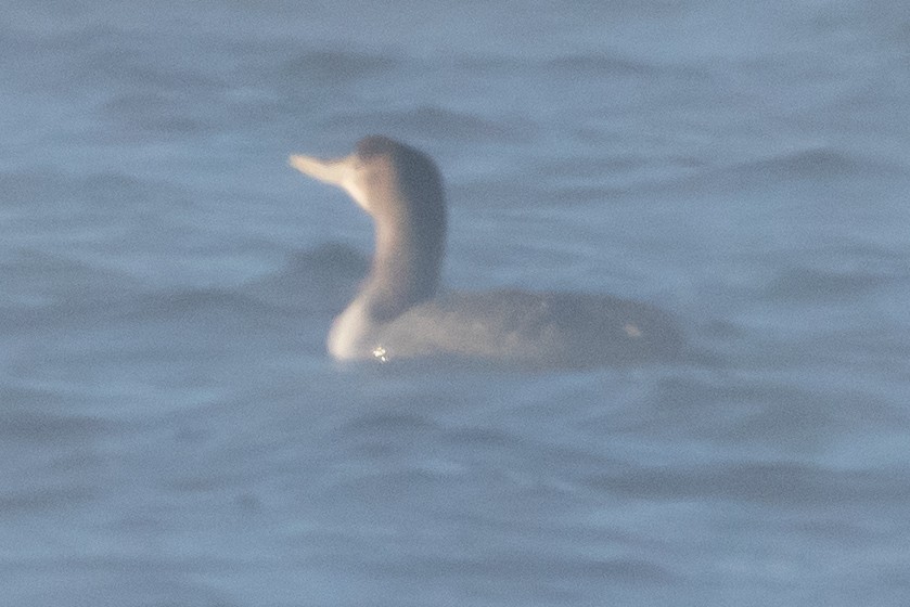 eBird Checklist - 3 Dec 2022 - Bde Maka Ska - 4 species