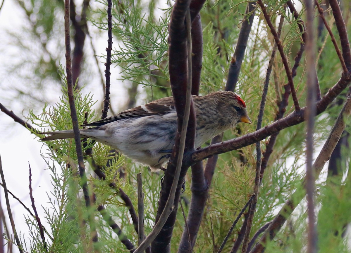 eBird Checklist - 3 Dec 2022 - Coney Island - 9 species