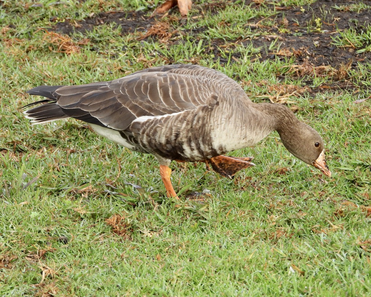 eBird Checklist - 3 Dec 2022 - Lindo Lake - 58 species (+3 other taxa)