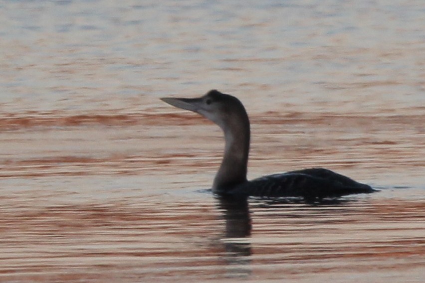 eBird Checklist - 3 Dec 2022 - Bde Maka Ska - 1 species