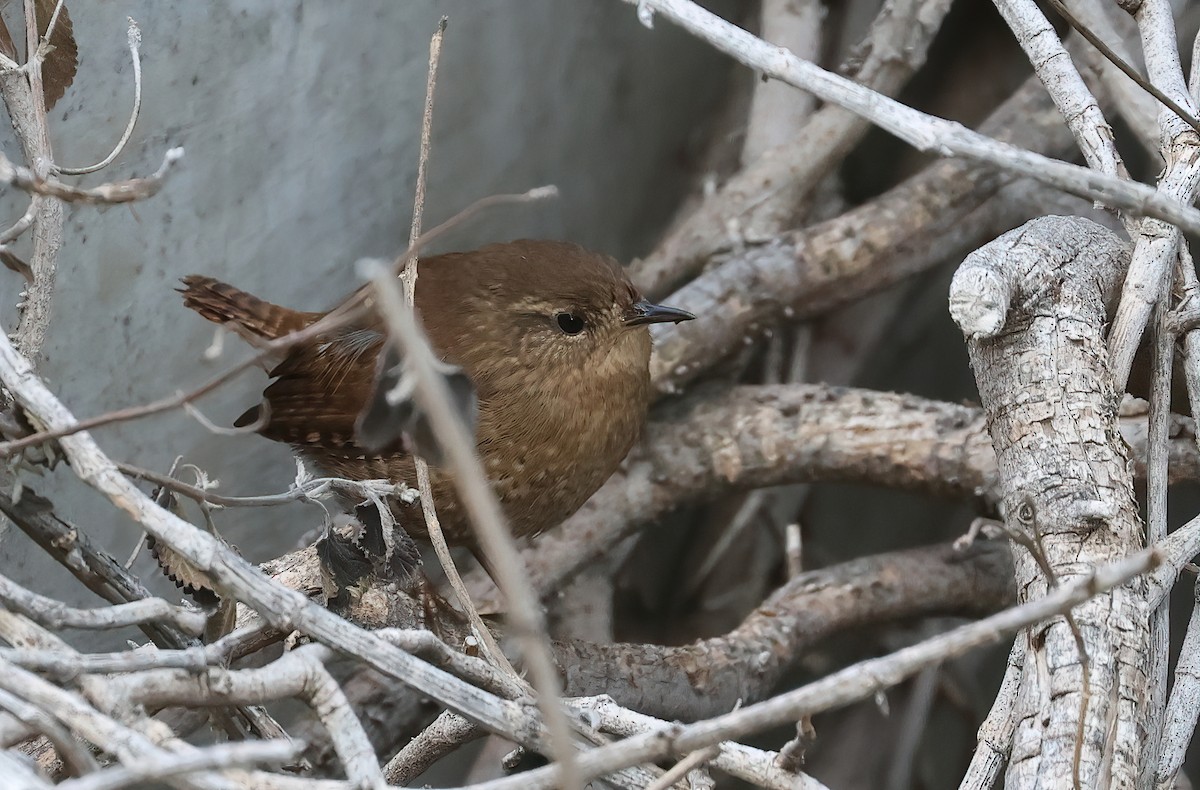 eBird Checklist - 3 Dec 2022 - Riverside, University of California ...
