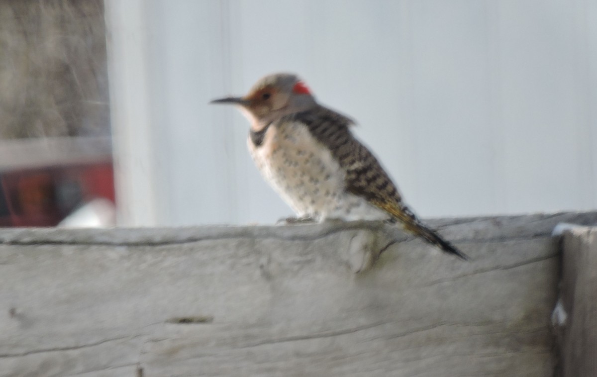 eBird Checklist - 2 Dec 2022 - Springer/Bump Sullivan Wildlife Habitat ...