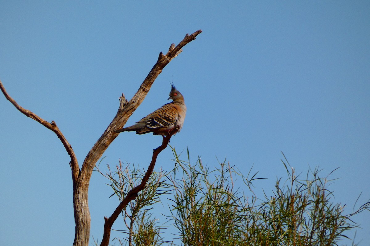 eBird Checklist - 1 Sep 2022 - Tjuntjuntjara - 3 species