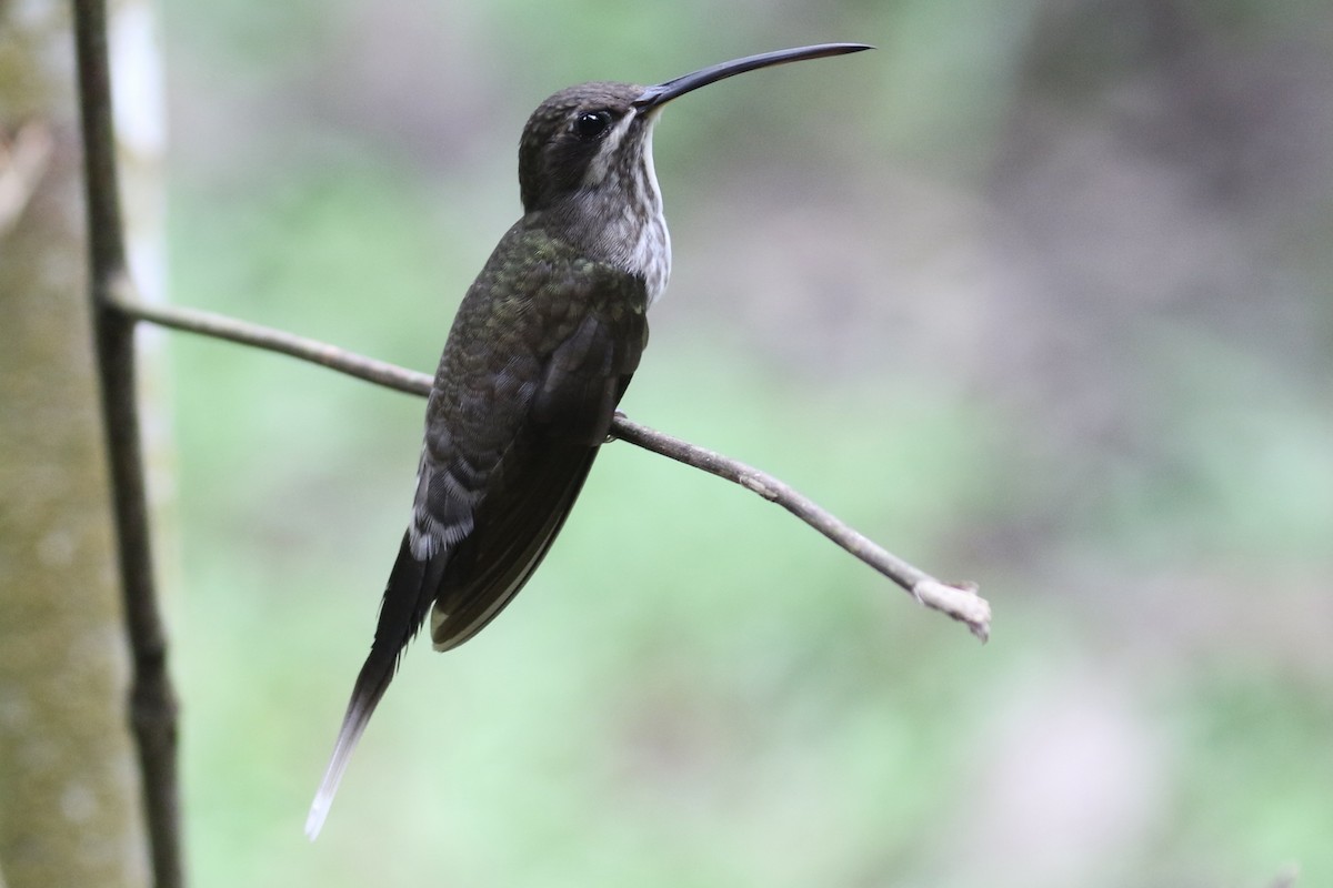 ML509814631 White-bearded Hermit Macaulay Library