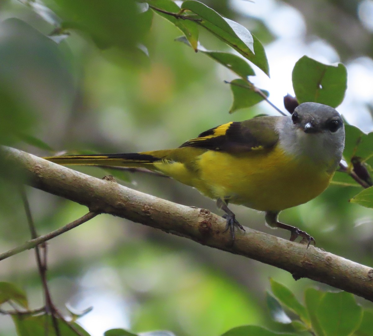 eBird Checklist - 4 Dec 2022 - Keung Shan Catchwater - 30 species