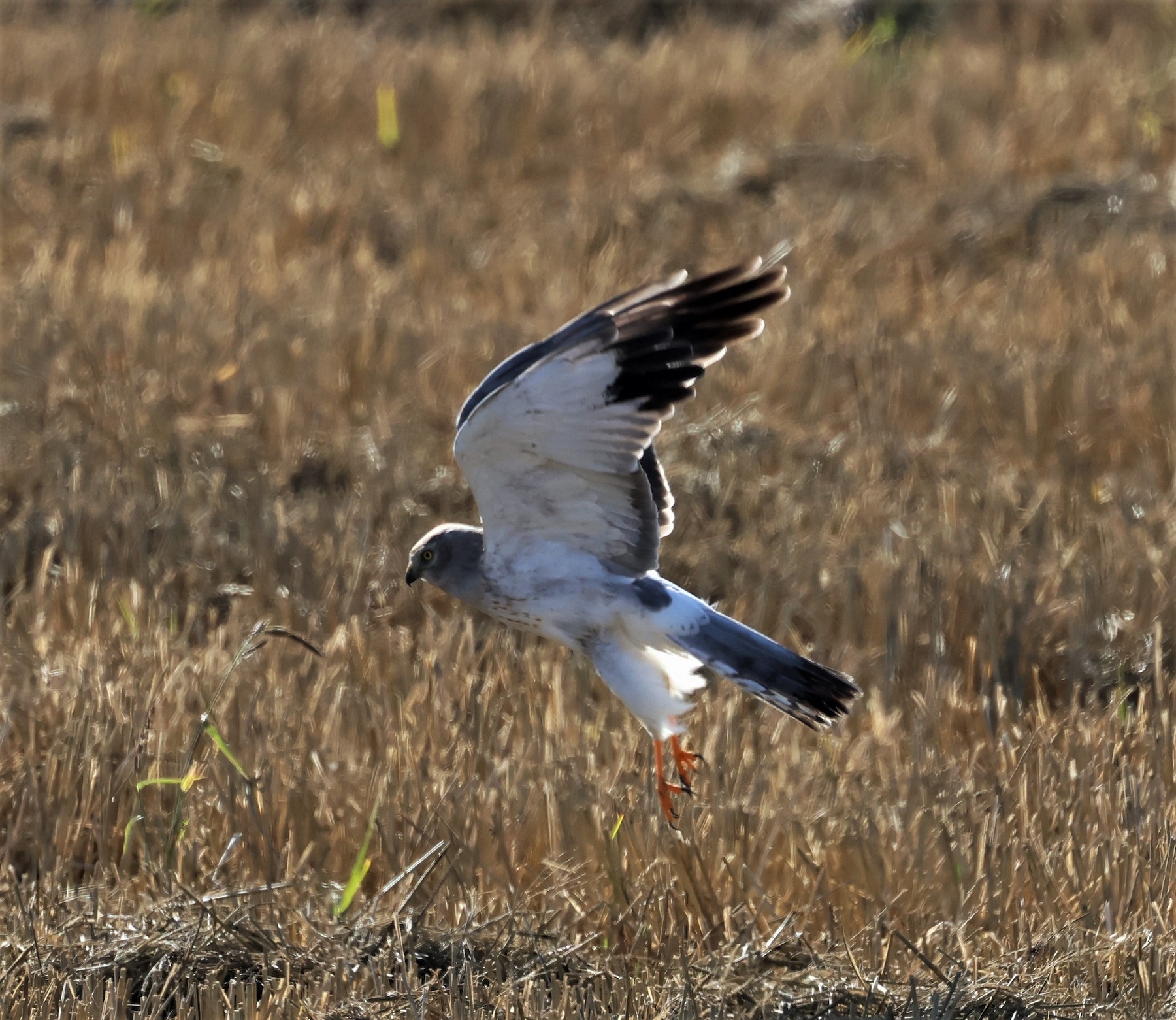 Hen x Pallid Harrier (hybrid) - eBird