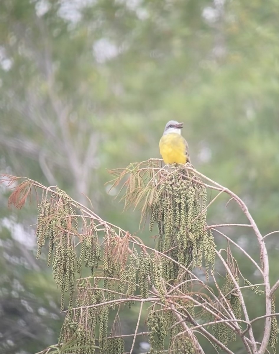 eBird Checklist - 2 Dec 2022 - Univ. of Texas, RGV (Brownsville ...