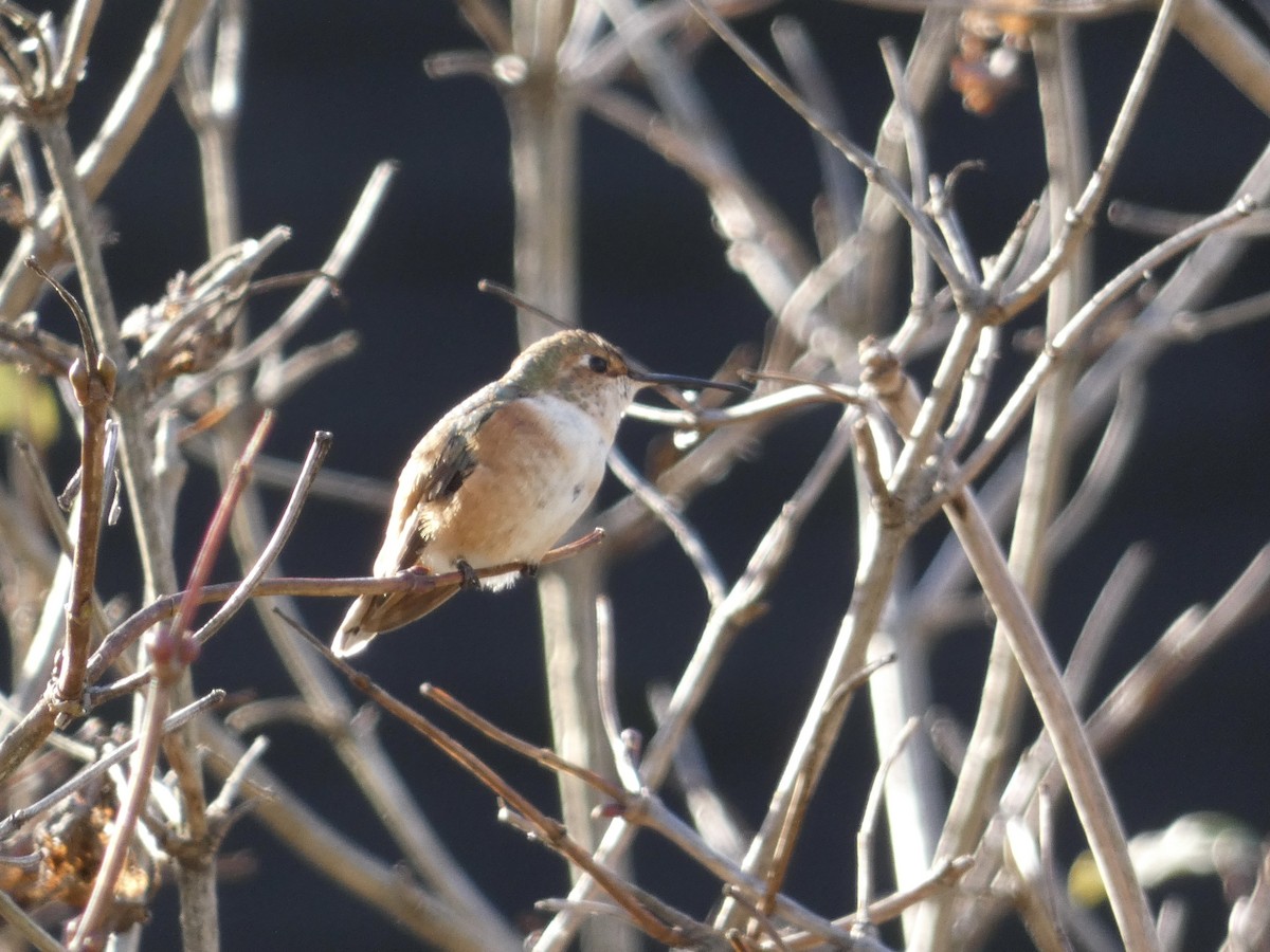 eBird Checklist - 4 Dec 2022 - 20 Highland St, Stakeout Rufous ...
