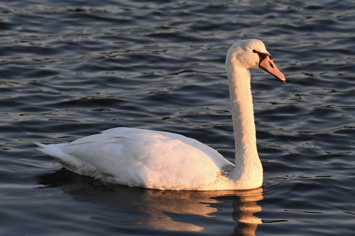 eBird Checklist - 4 Dec 2022 - Randalls Island - 40 species