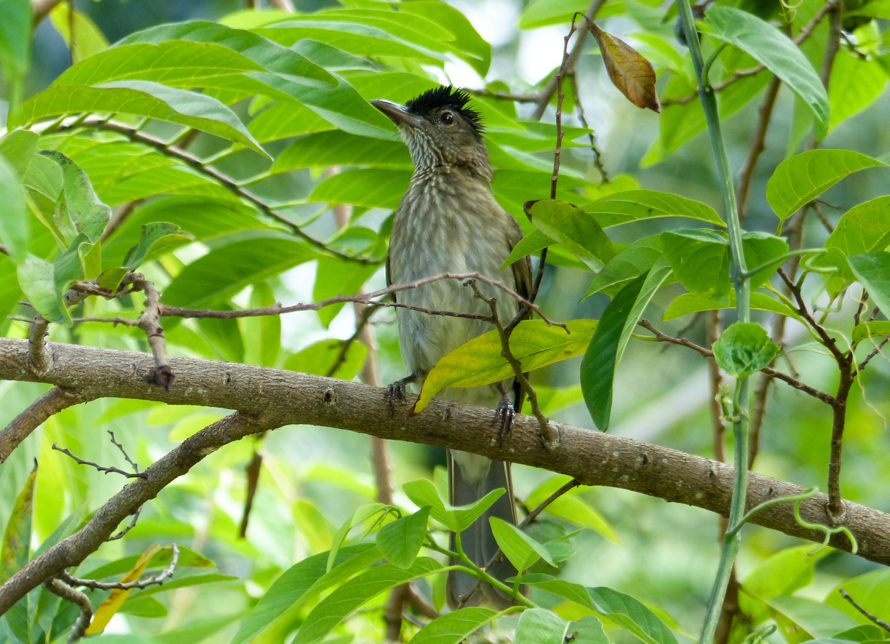 Streak-breasted Bulbul (Siquijor) - eBird