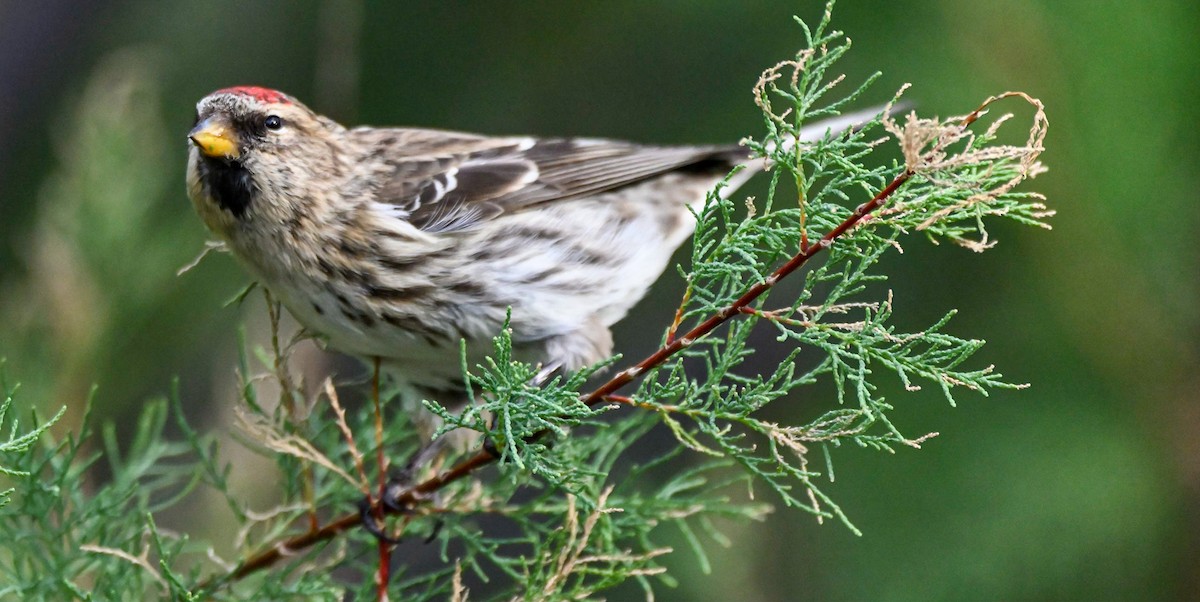 eBird Checklist - 3 Dec 2022 - Coney Island - 11 species
