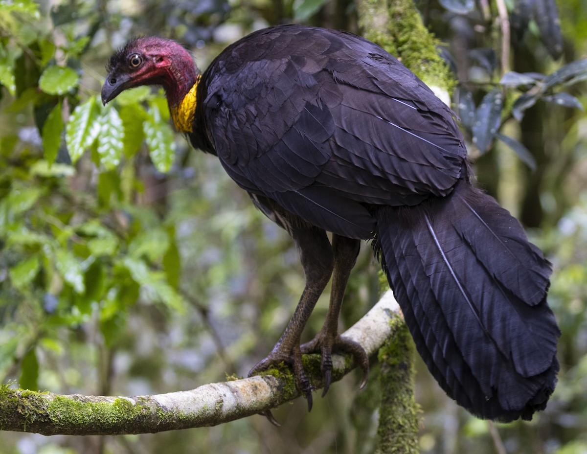 eBird Checklist - 14 Nov 2022 - O'Reilly's Rainforest Retreat - 42 species