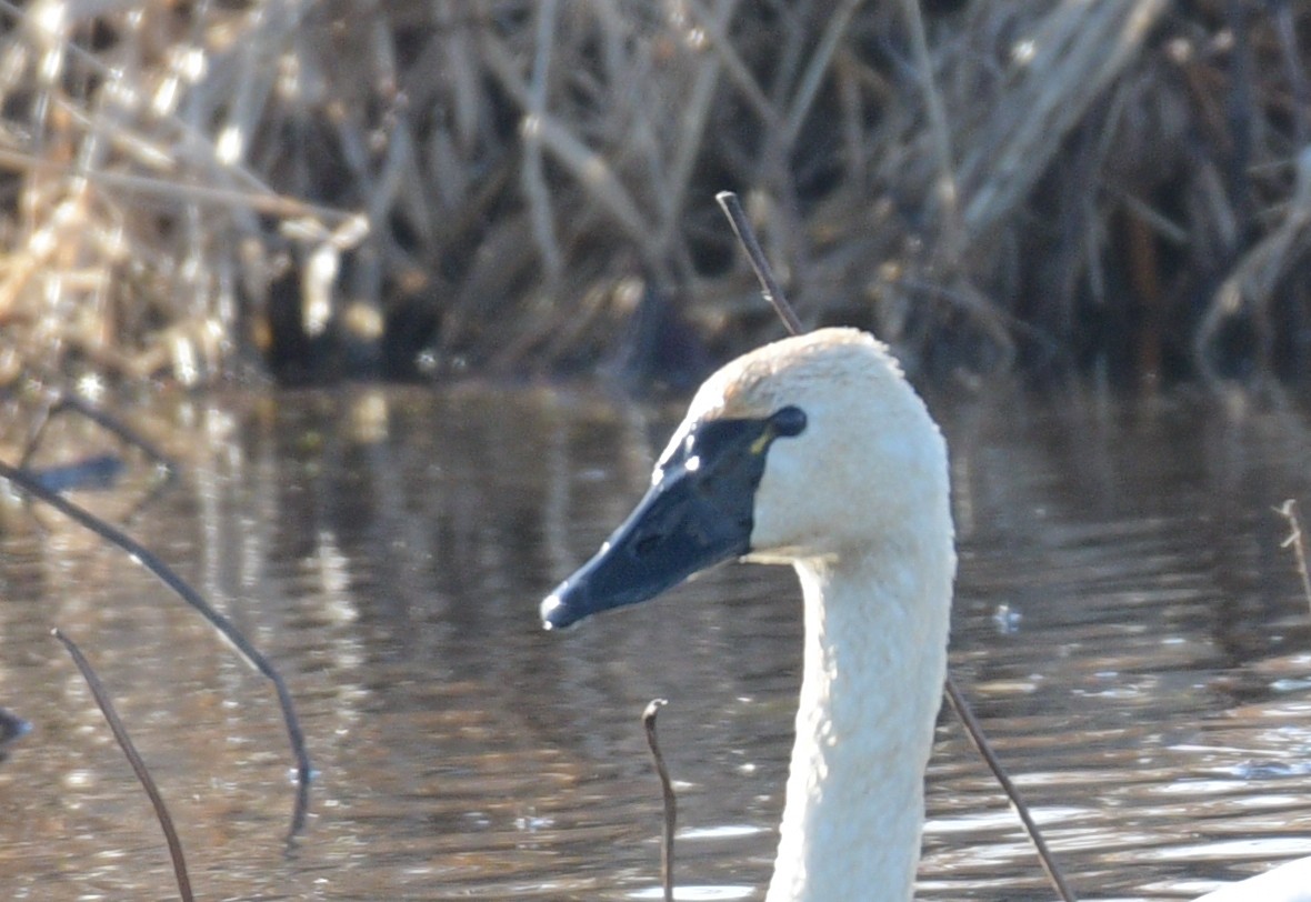 Mass Audubon eBird Checklist - 4 Dec 2022 - Great Meadows NWR--Concord ...