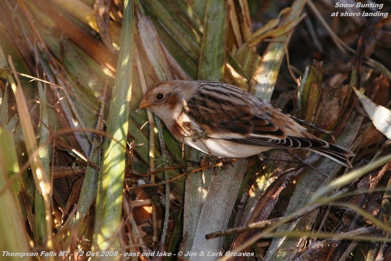 eBird Checklist - 12 Oct 2008 - Thompson Falls (town) - 1 species