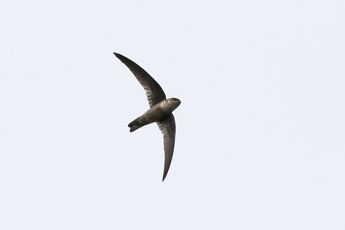 Ameline Swiftlet - Aerodramus amelis - Birds of the World