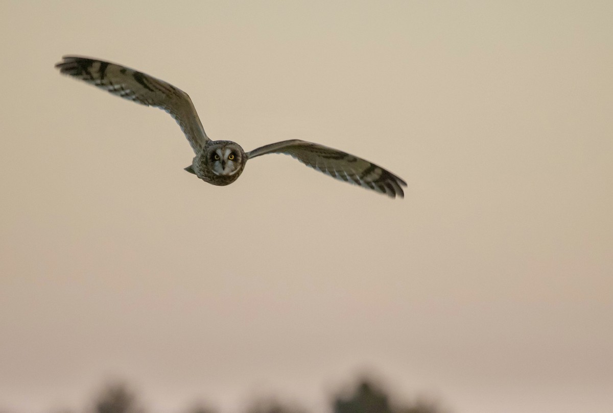 eBird Checklist - 4 Dec 2022 - FermiLab (DuPage Co.) - 3 species