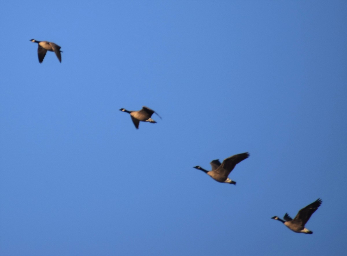 eBird Checklist - 4 Dec 2022 - FermiLab (DuPage Co.) - 10 species (+2 ...