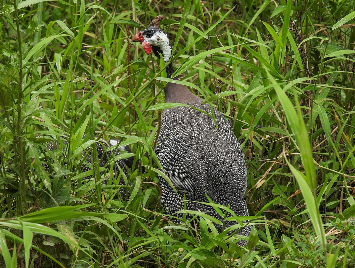 eBird Checklist - 20 Nov 2022 - Trilha dos Tucanos - 29 species