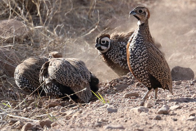 Behavior - Montezuma Quail - Cyrtonyx montezumae - Birds of the World