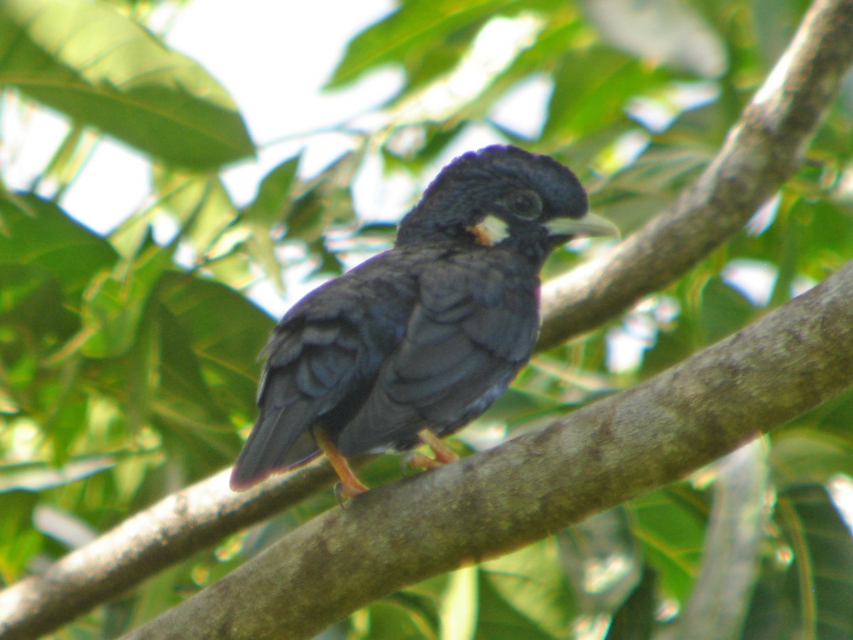 Sulawesi Myna - Basilornis celebensis - Birds of the World