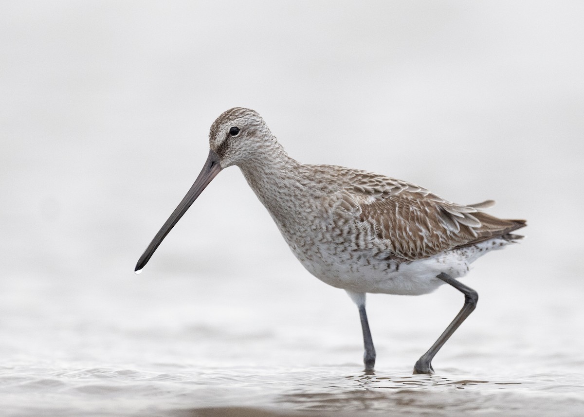 Asian Dowitcher - Limnodromus semipalmatus - Media Search - Macaulay ...