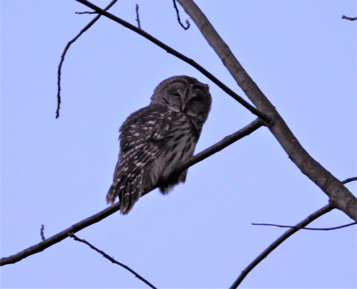 eBird Checklist - 5 Dec 2022 - Willcoxson Park Raven nest site - 4 species