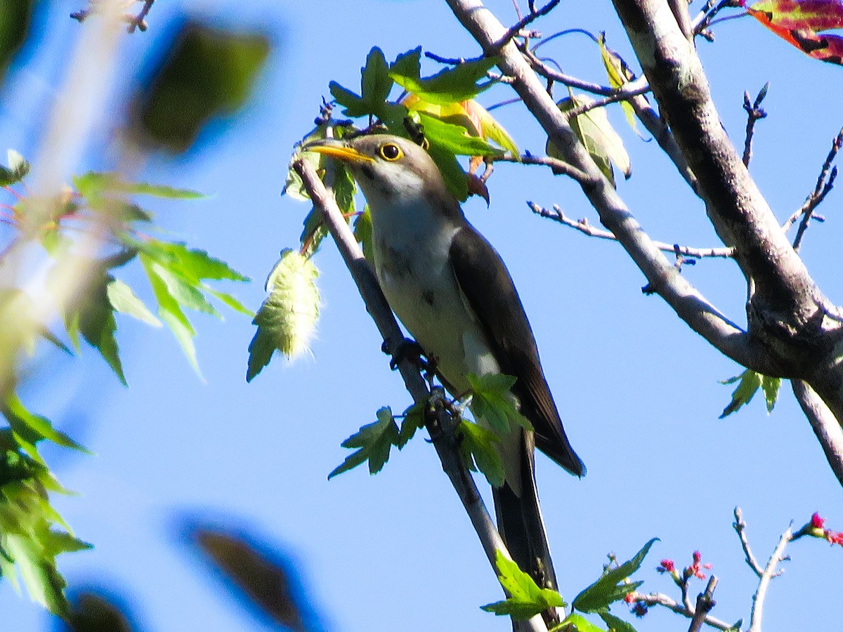 eBird Checklist - 5 Dec 2022 - CREW Bird Rookery Swamp - 36 species