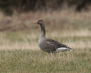 Illustrated Checklist - NL--Harricott (General Location), Avalon ...