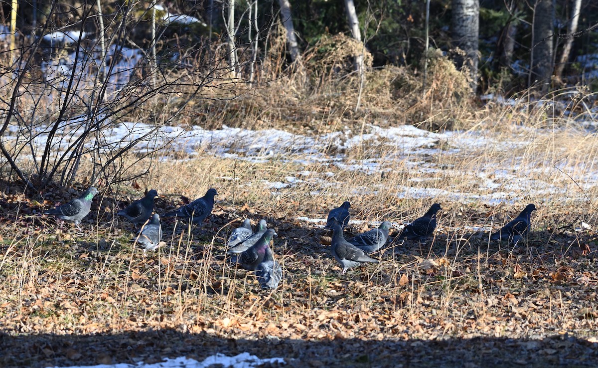 eBird Canada Checklist - 5 Dec 2022 - Happy Valley-Goose Bay (General ...