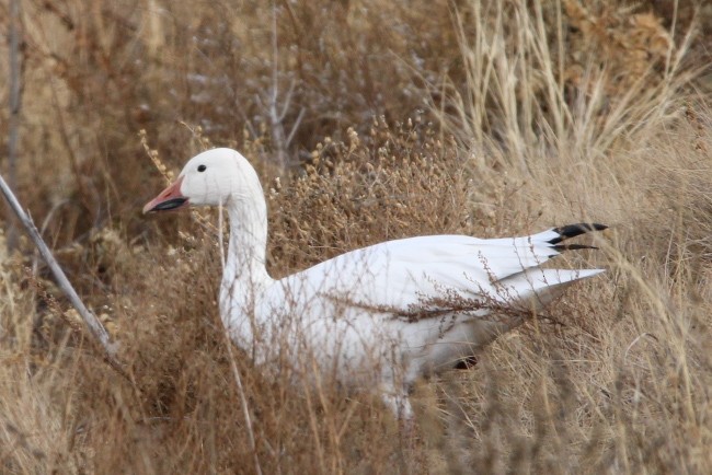 eBird Checklist - 5 Dec 2022 - Kachina Wetlands - 27 species (+2 other ...