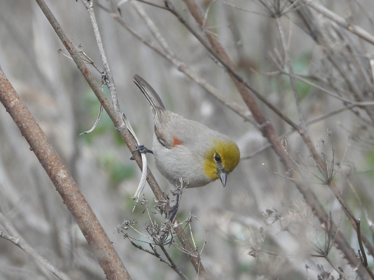 ML510469961 Verdin Macaulay Library