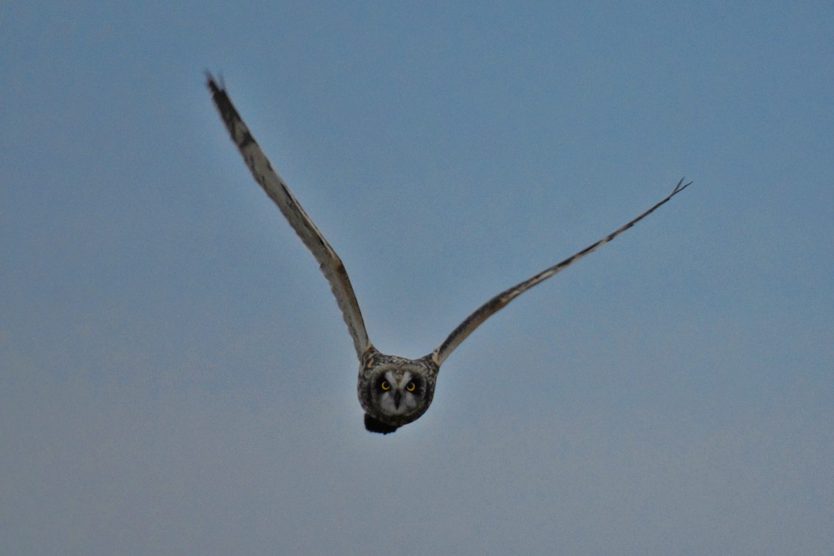 eBird Checklist - 5 Dec 2022 - FermiLab (DuPage Co.) - 7 species