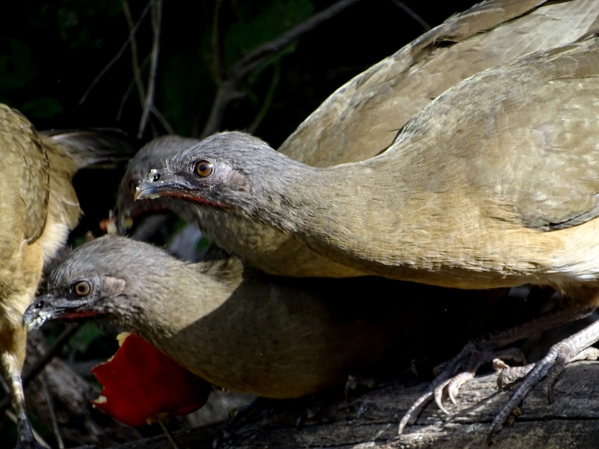 eBird Checklist - 5 Dec 2022 - National Butterfly Center--General ...