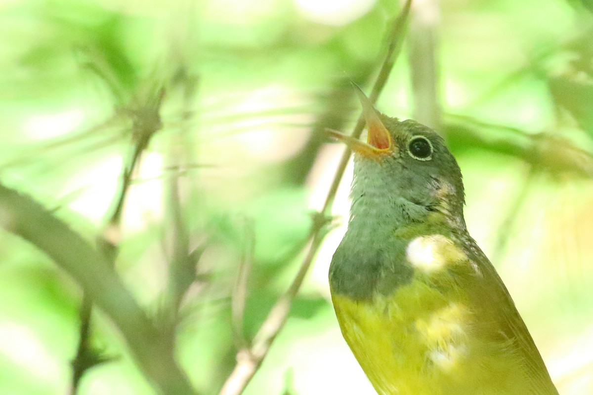 Neotropical Birds In Connecticut