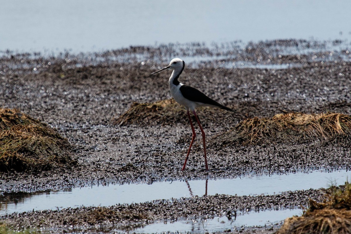 eBird Checklist - 16 Nov 2022 - Kedron Brook Wetlands Reserve - 18 ...