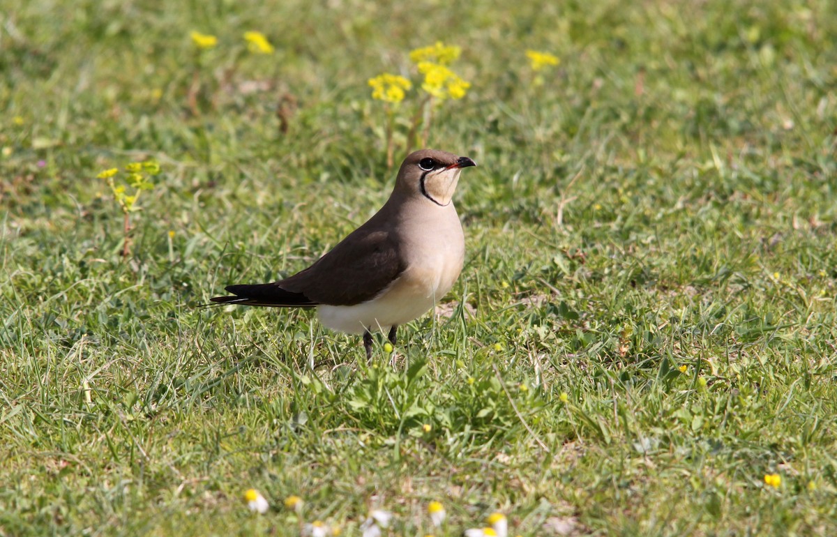 eBird Checklist - 4 Apr 2013 - Ichkeul National Park - 5 species