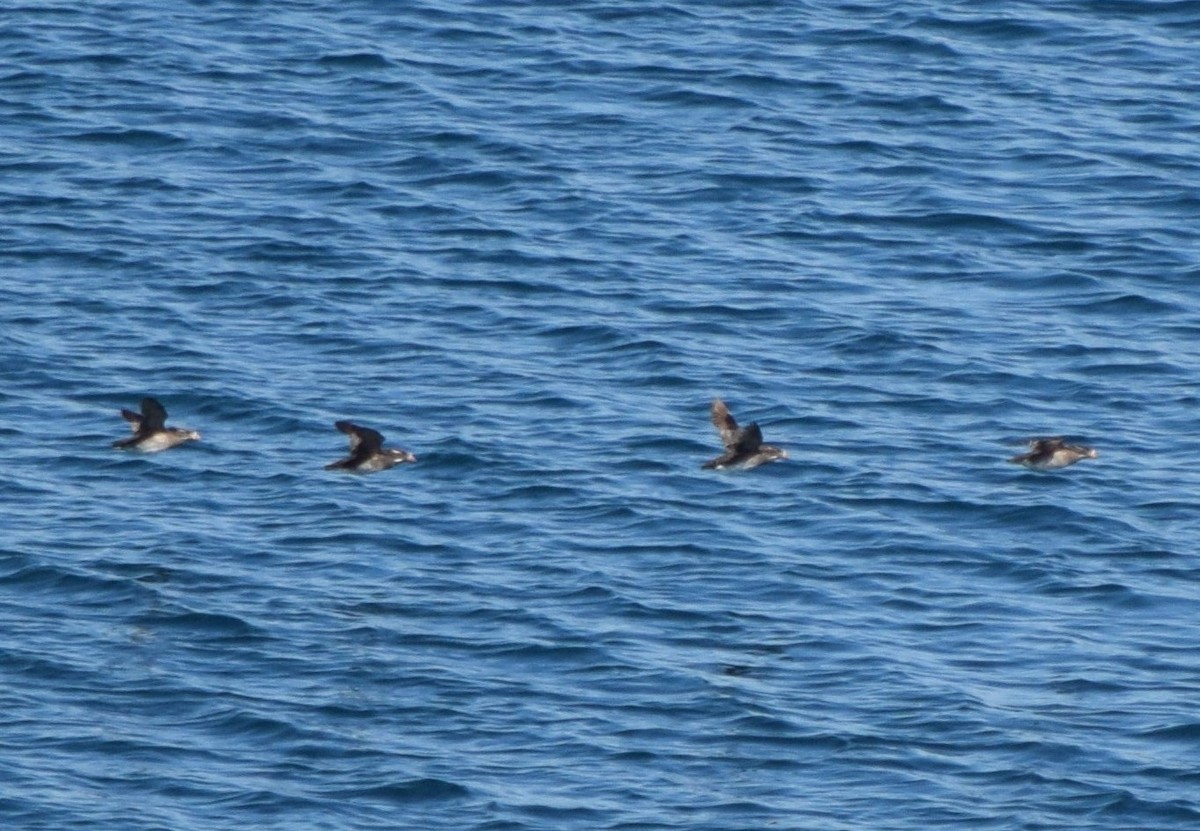eBird Checklist - 7 Aug 2016 - Hog Rocks (Revillagigedo Channel) - 7 ...
