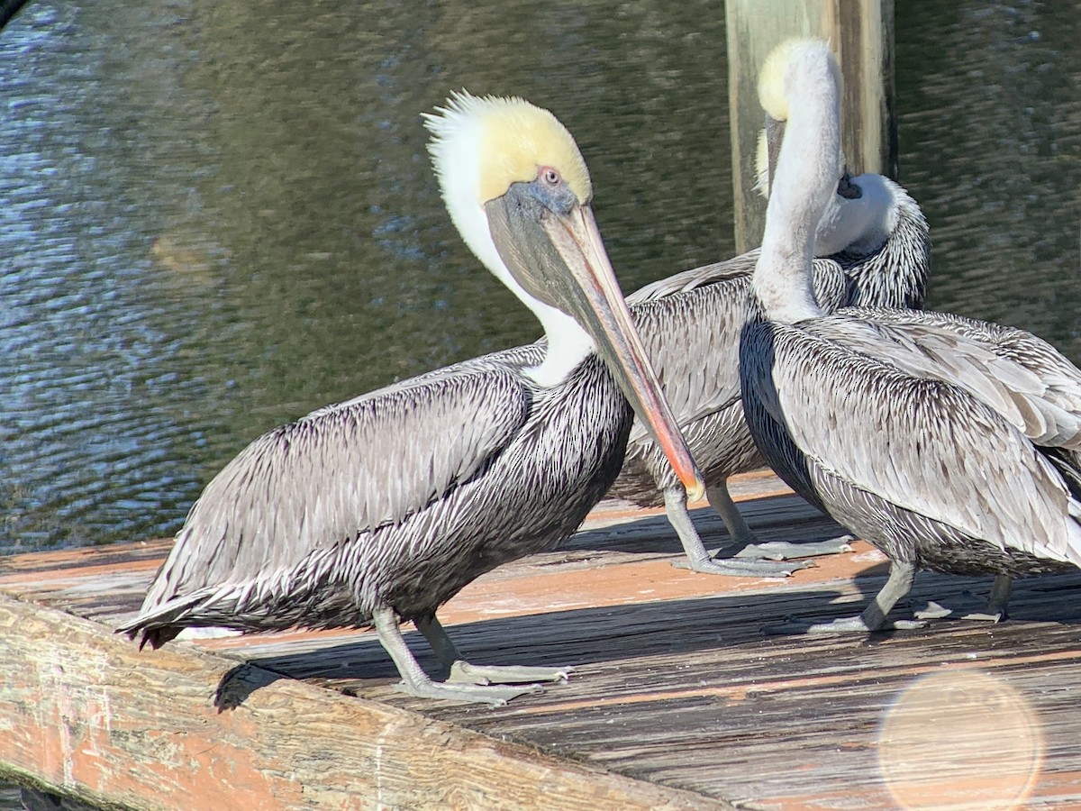 eBird Checklist - 1 Dec 2022 - Crystal River NWR - 21 species