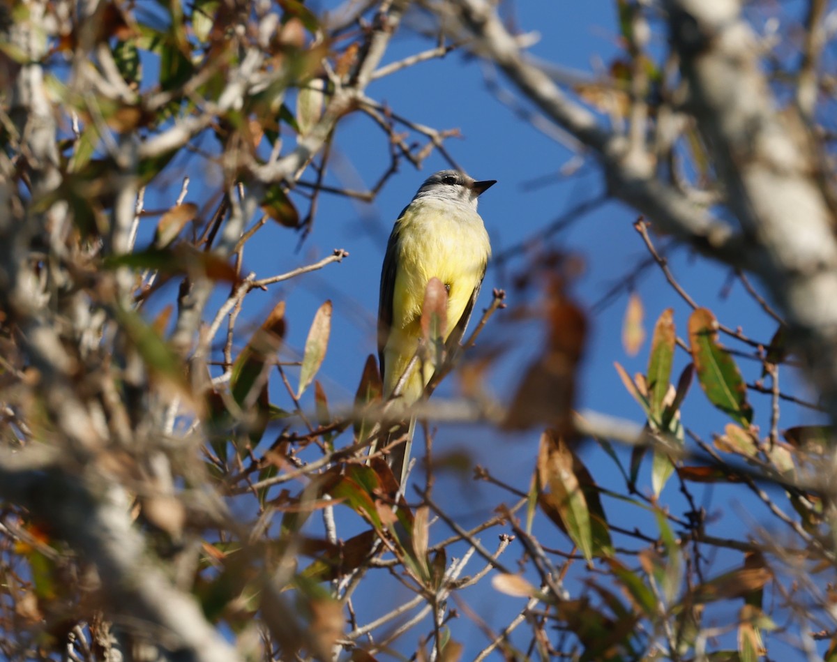eBird Checklist - 6 Dec 2022 - Lake Maria Sanchez - 4 species