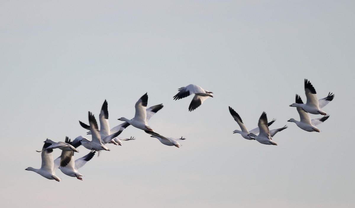eBird Checklist - 6 Dec 2022 - Piute Ponds (permit required) - 55 species