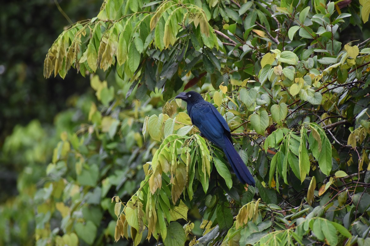 eBird Checklist - 25 Nov 2022 - Río Tuquesa - 44 species