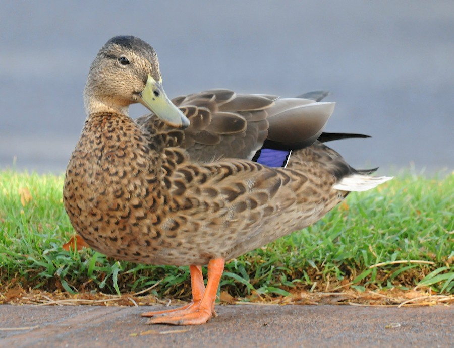 Mallard x Hawaiian Duck (hybrid) - eBird