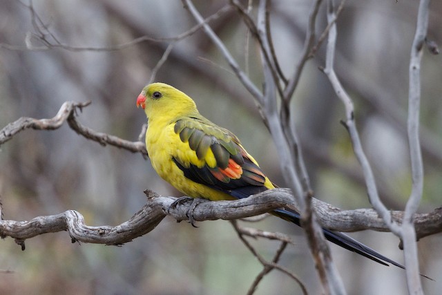 Regent Parrot