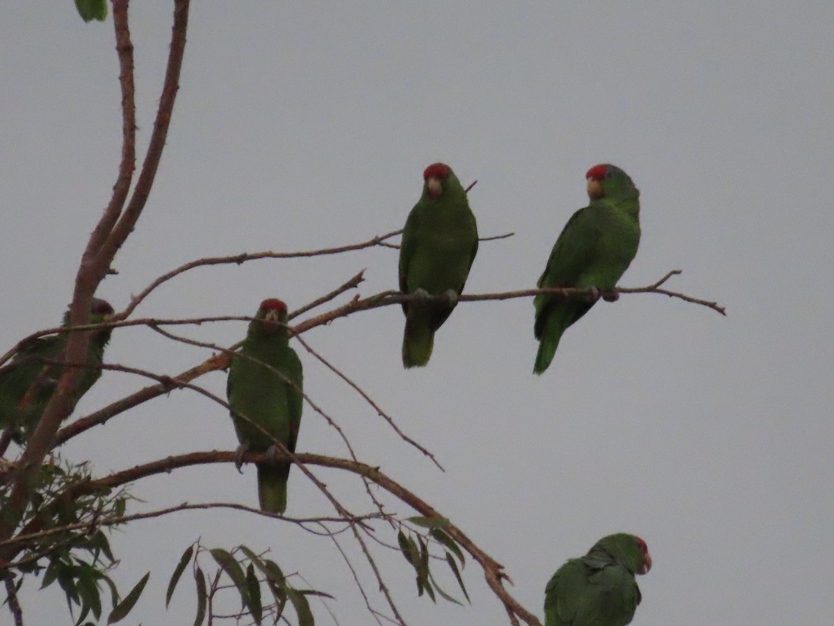 eBird Checklist - 30 Nov 2022 - Temple City parrot roost (Rosemead Blvd ...